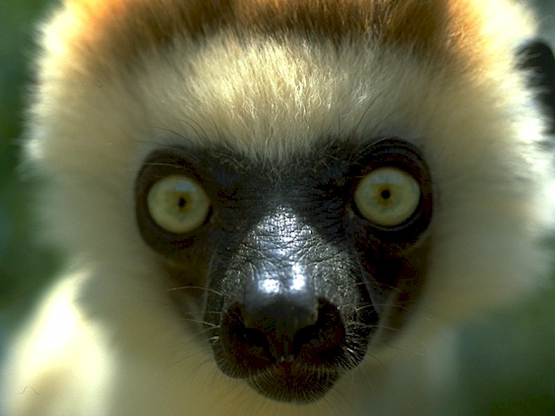 Scoperta una nuova specie di lemure, ma non solo... - Notizie.it