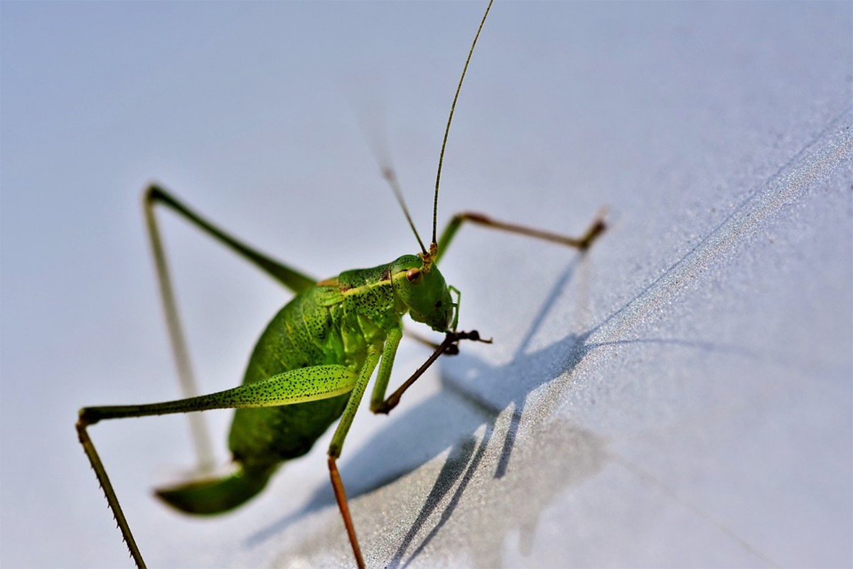 Cavallette in casa: significato e come allontanarle