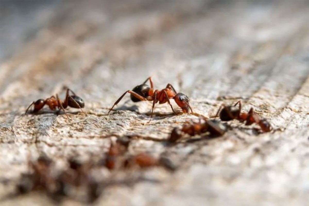 Formigas em casa: como chegam lá