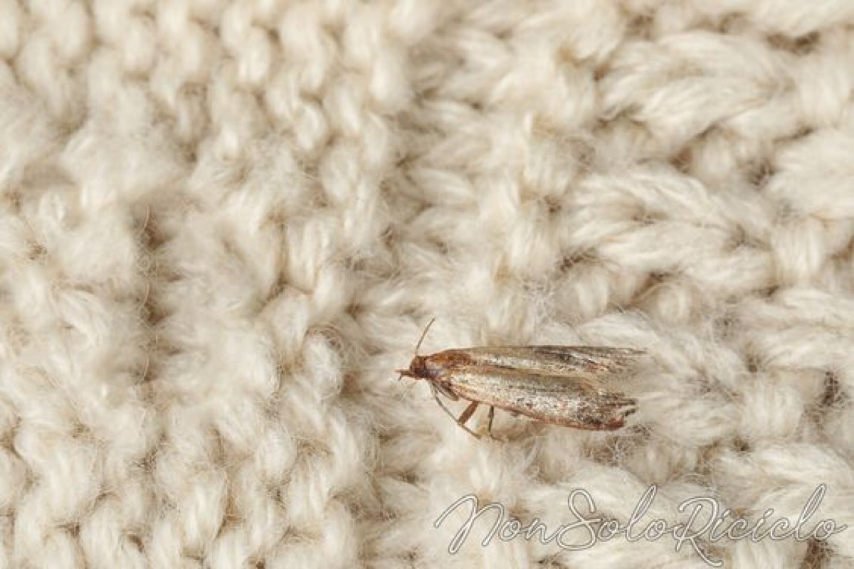 Clothes moths: how to recognize them