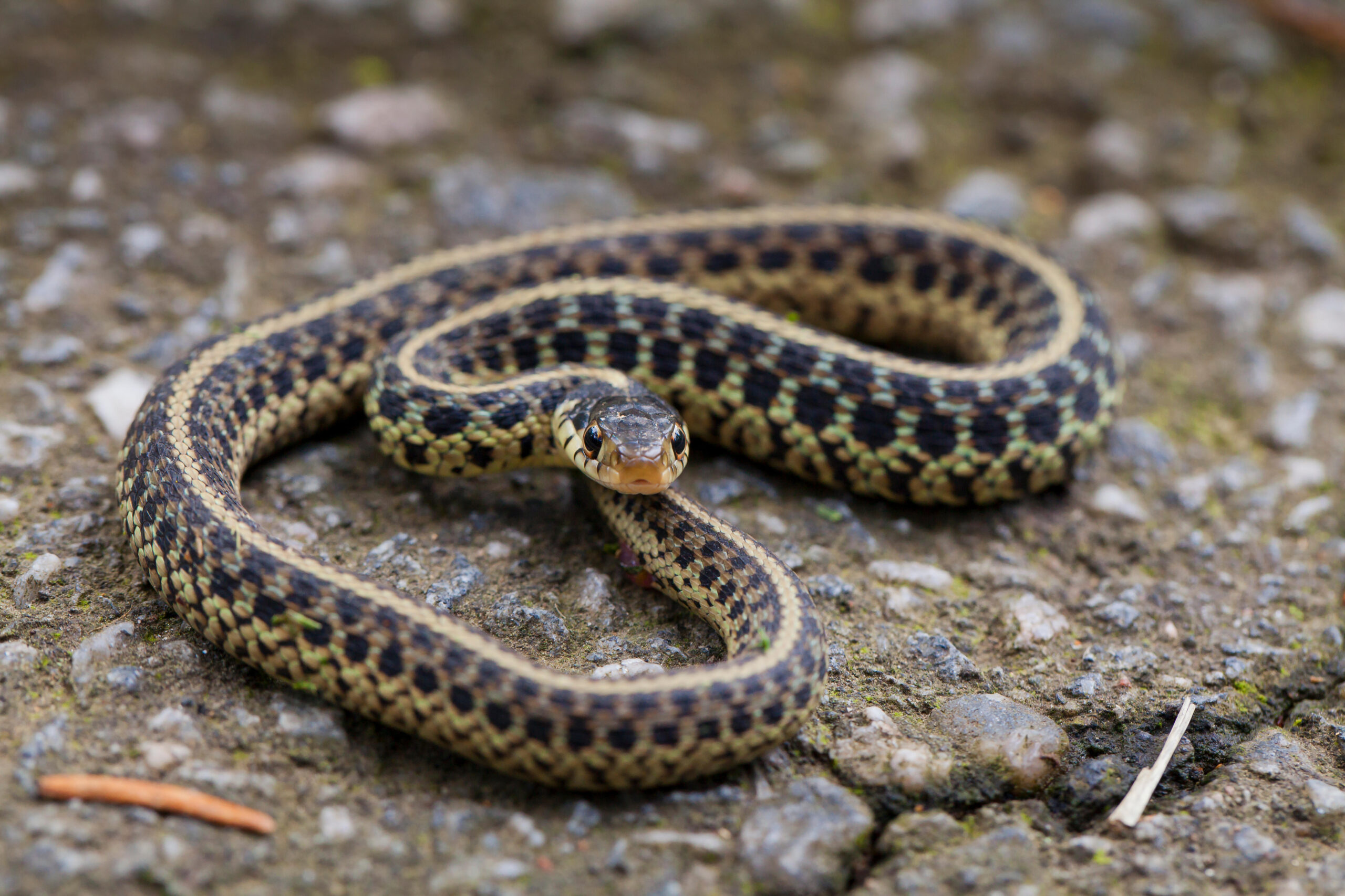 In Indonesië werd een vrouw opgegeten door een vijf meter lange python