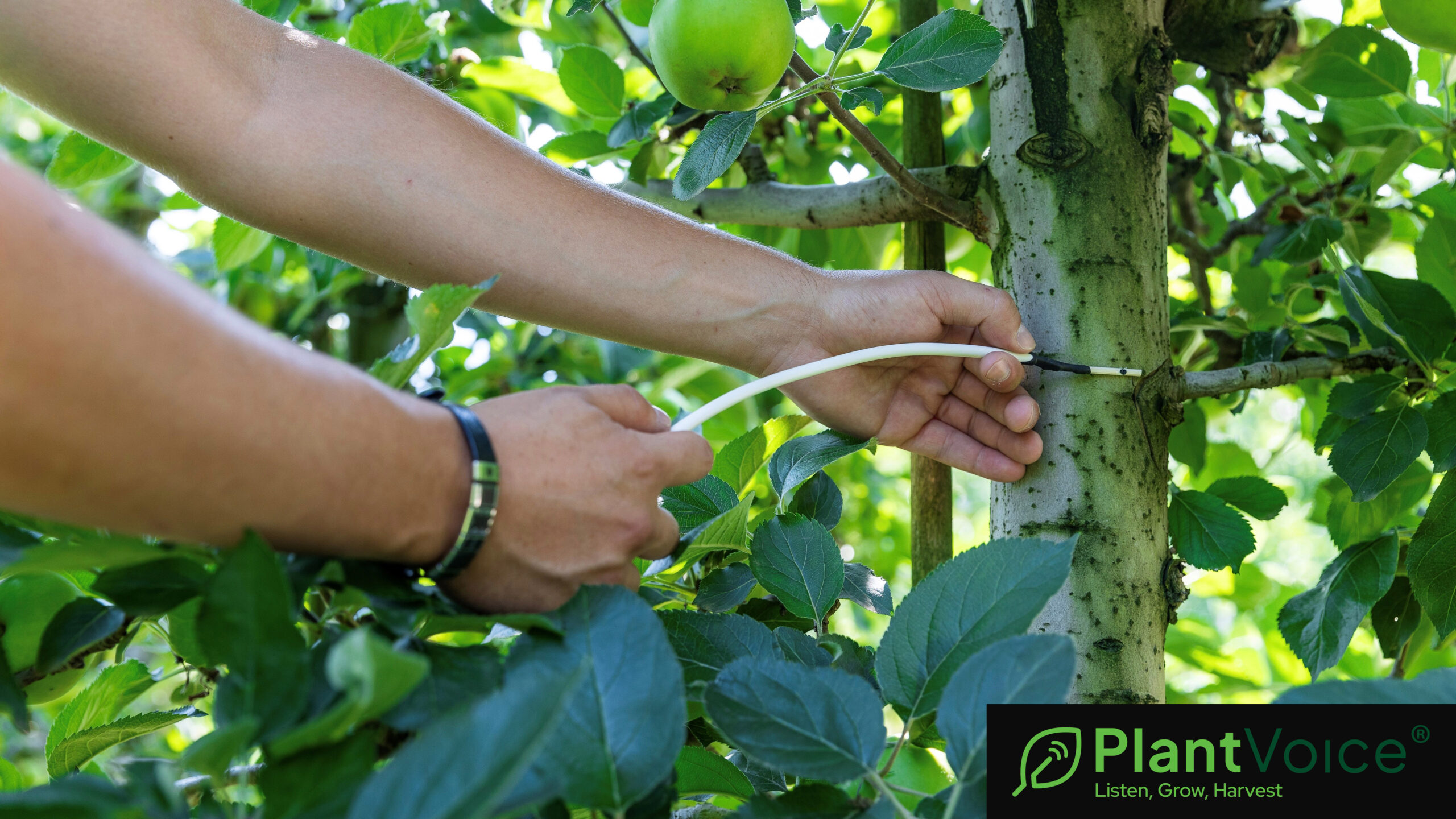 Plantvoice, el sensor fabricado en Italia para monitorizar la salud de ...